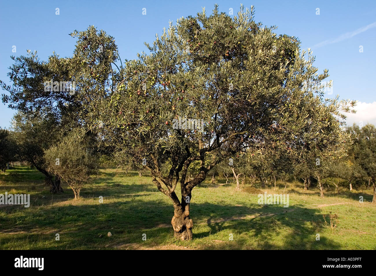Olive trees in Marmara region Turkey Stock Photo - Alamy