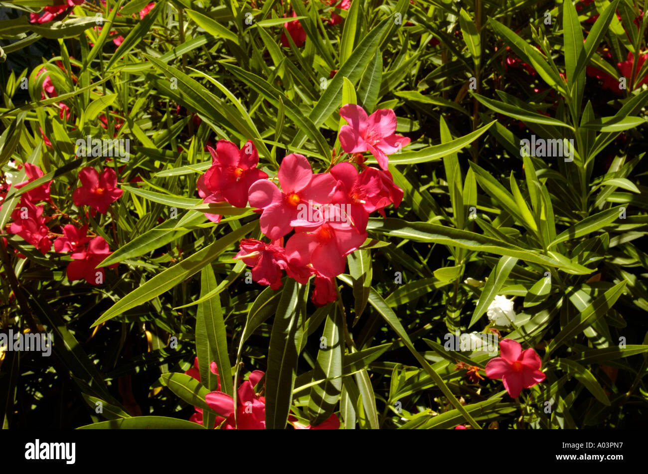 Red flowering plants outside in gardens of Rosicrucian park in San Jose ...