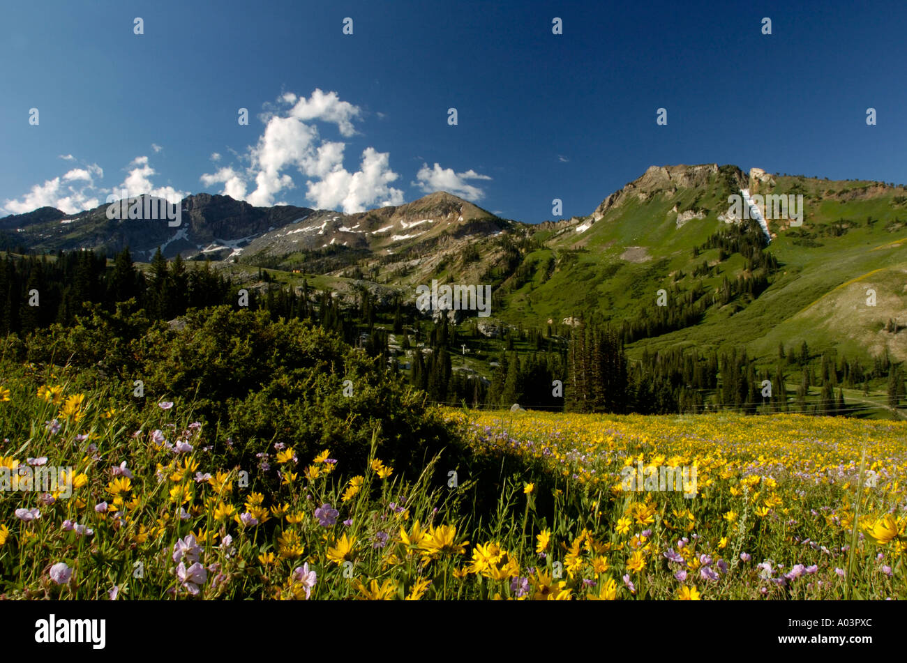 Albion basin hi-res stock photography and images - Alamy