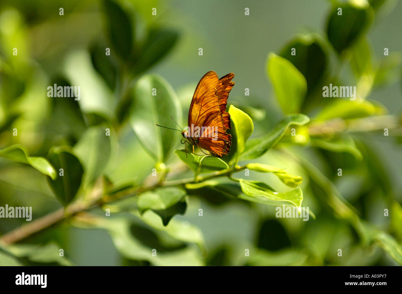 Butterfly on tree branch Stock Photo - Alamy