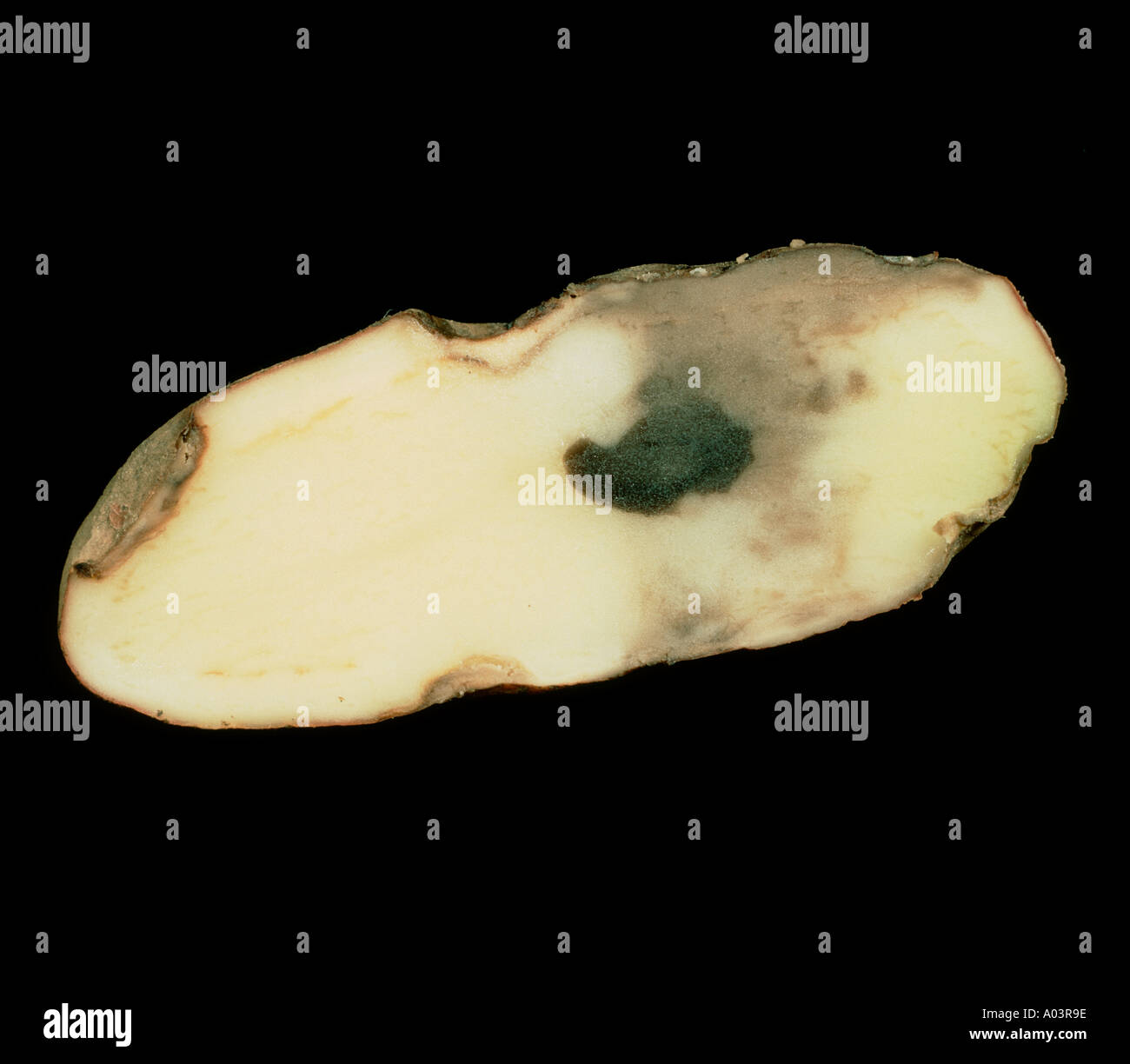 Blackheart of potato shown in a tuber section caused by a lack of ...
