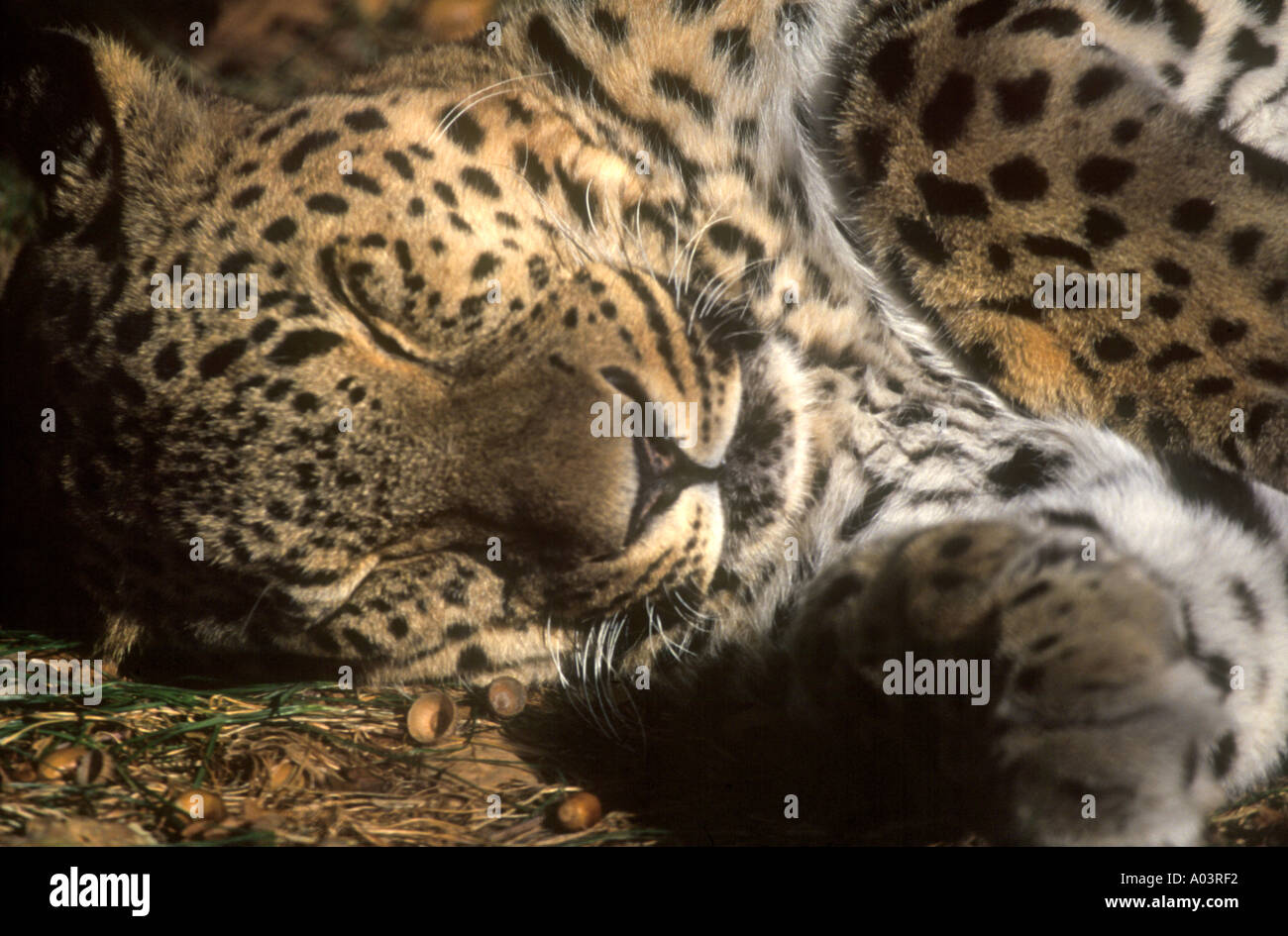 snow leopard asleep Stock Photo - Alamy