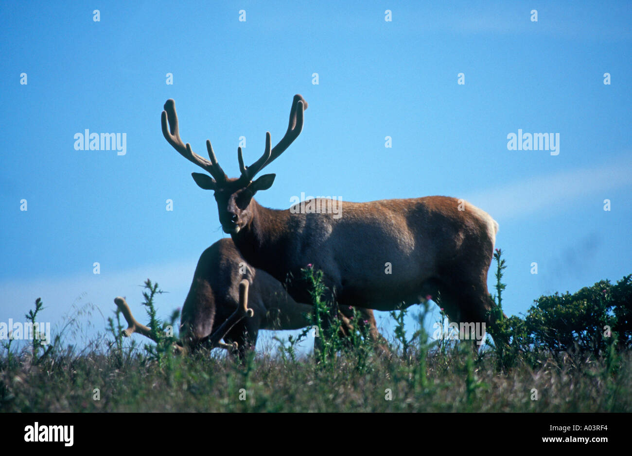 Tule elk at Point Reyes California Stock Photo - Alamy