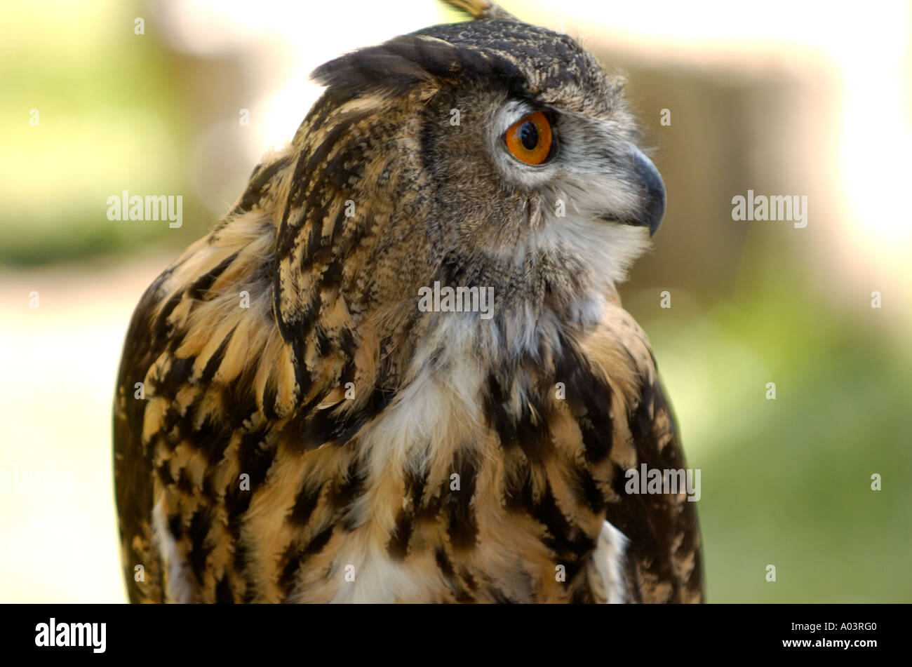 Eurasian Eagle owl profile Stock Photo - Alamy