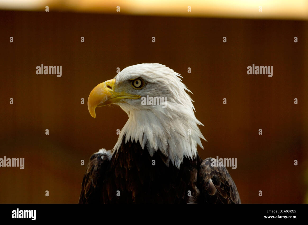 Side view of eagle Stock Photo - Alamy