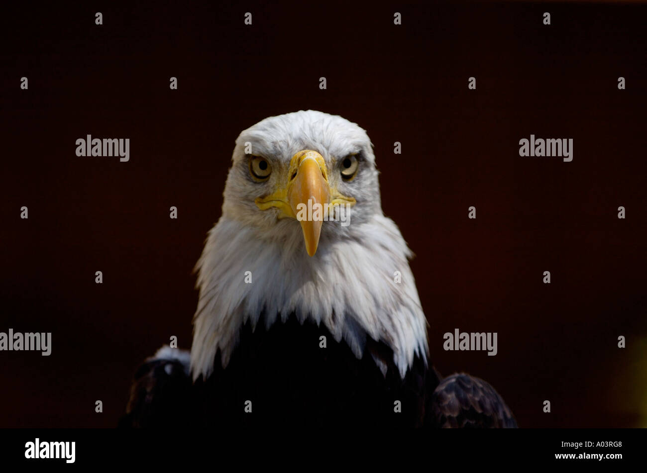 Eagle aviary hi-res stock photography and images - Alamy