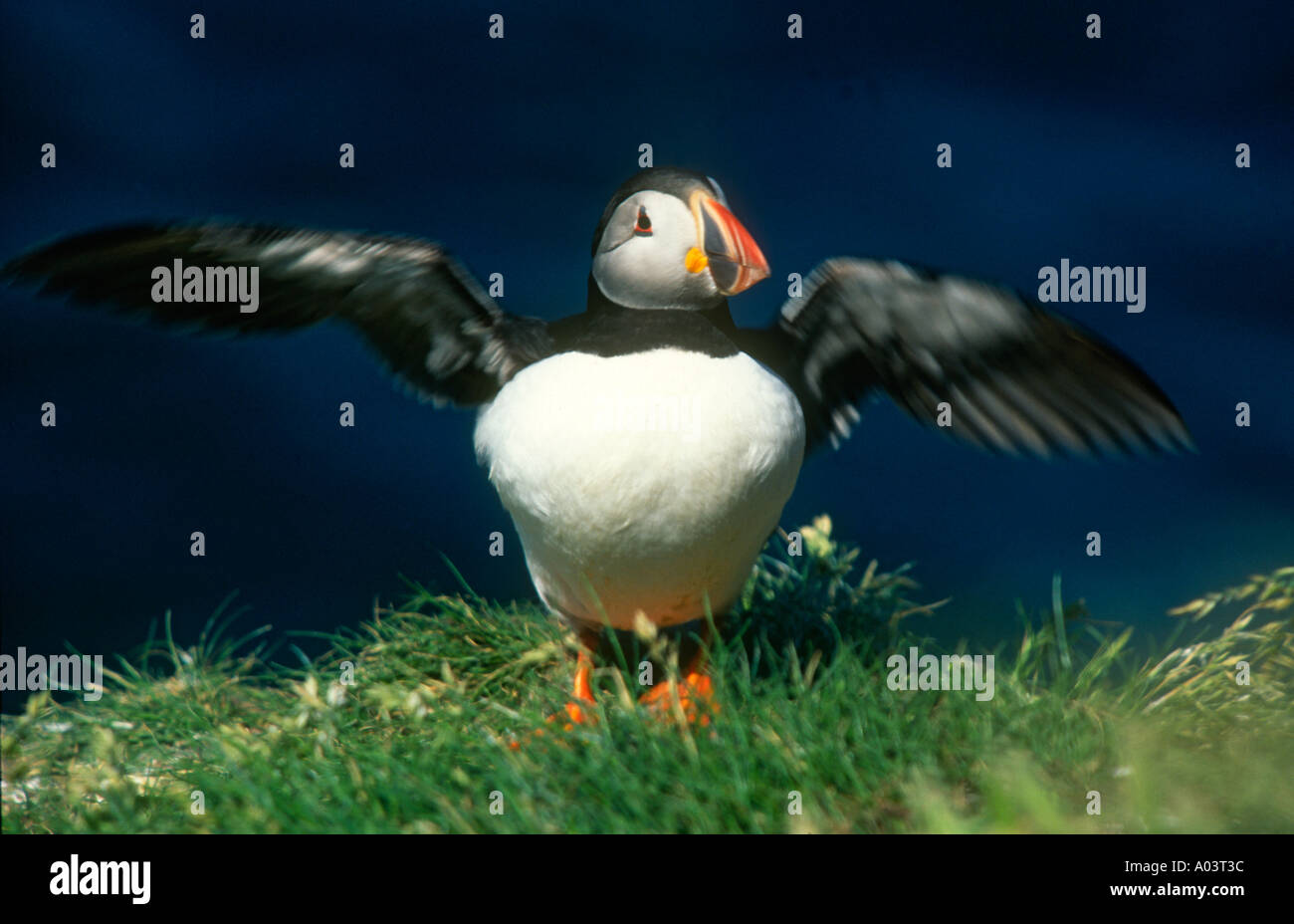 Puffin wing spreading Stock Photo - Alamy