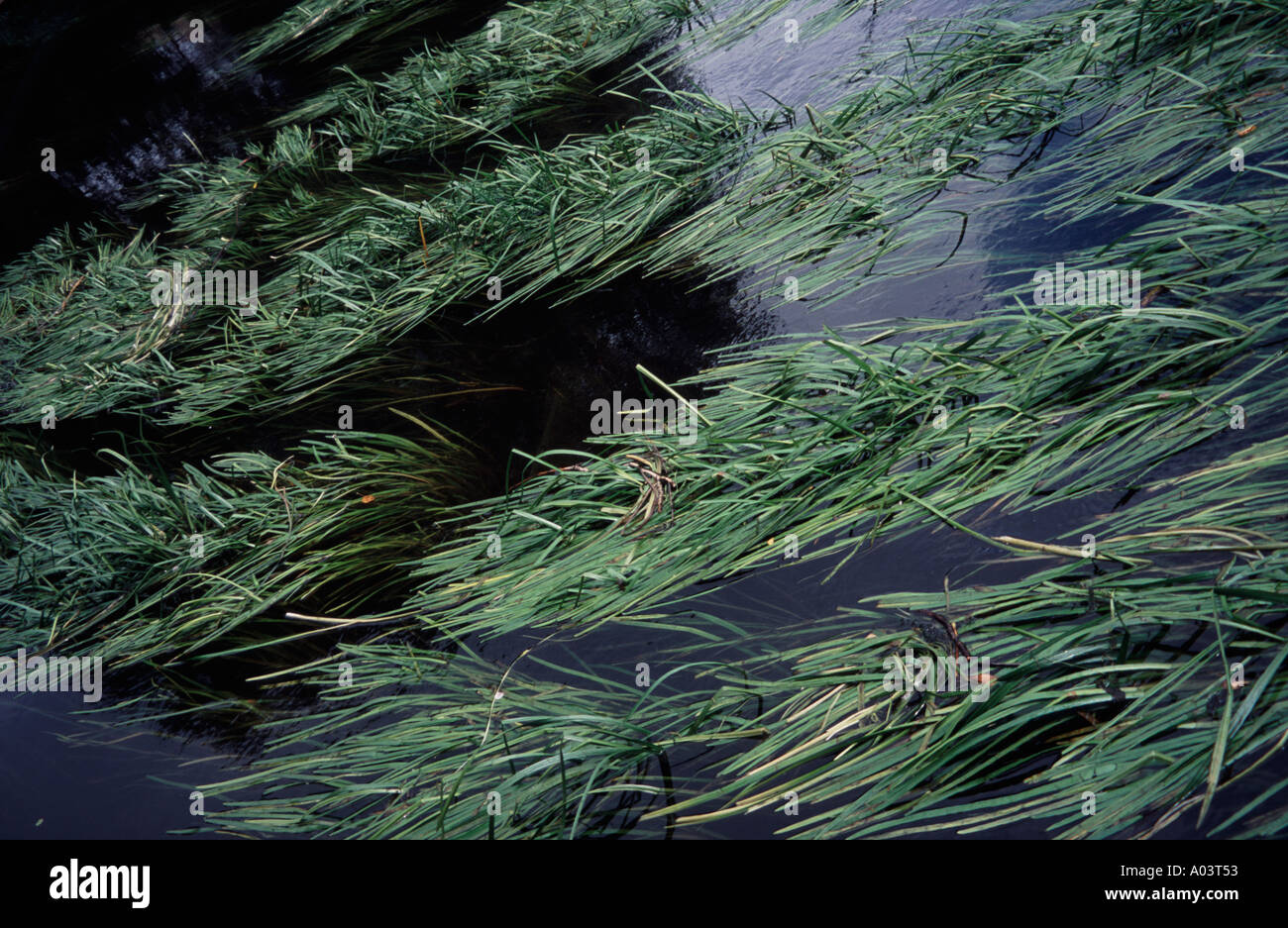 River weeds uk hi-res stock photography and images - Alamy
