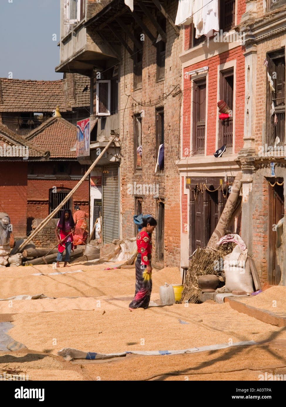 Harvested rice grains drying on hi-res stock photography and images - Alamy