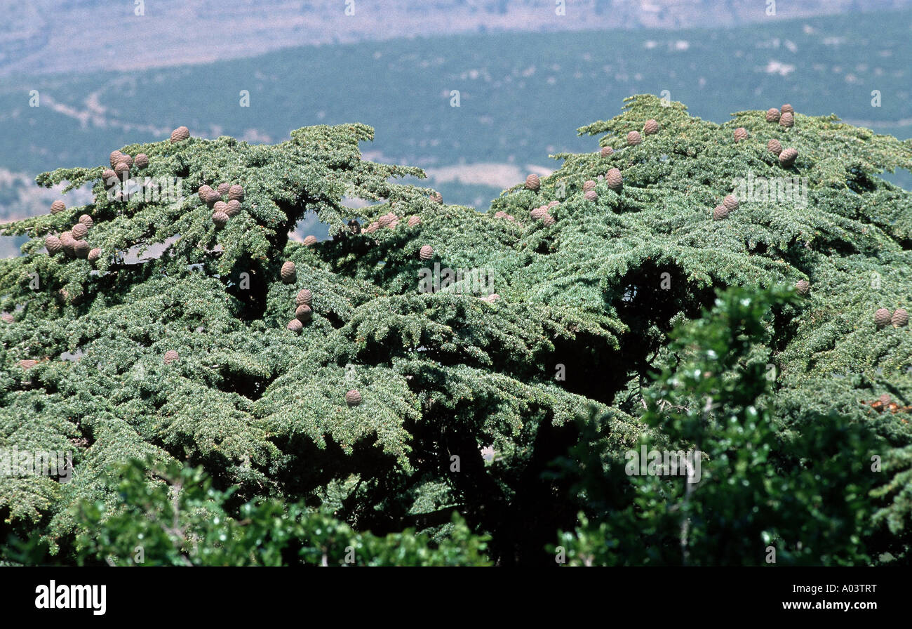 Cedars of Lebanon Stock Photo - Alamy