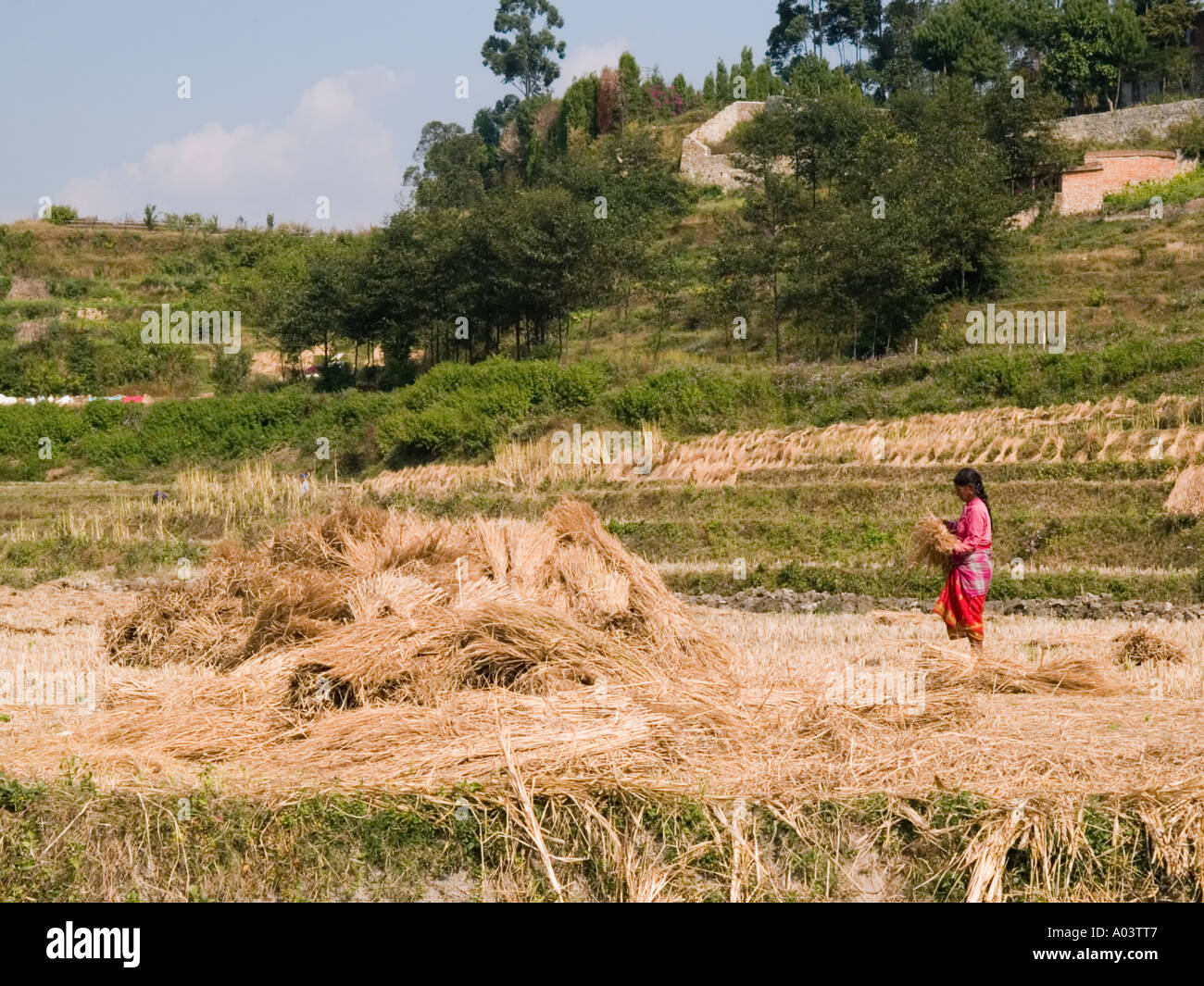 Nepal rice harvest drying work woman hi-res stock photography and ...