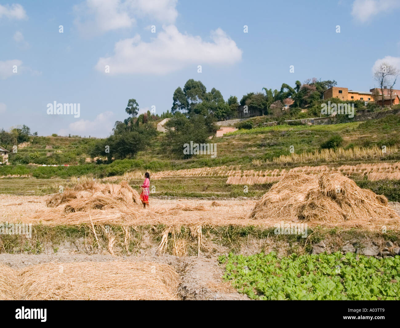 Nepal rice harvest drying work woman hi-res stock photography and ...