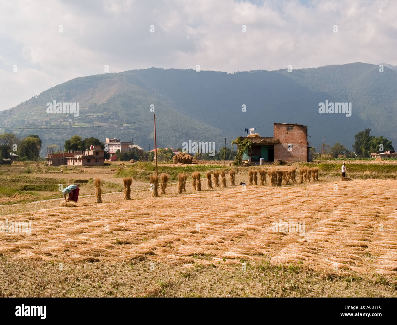 Nepal farm winter High Resolution Stock Photography and Images - Alamy