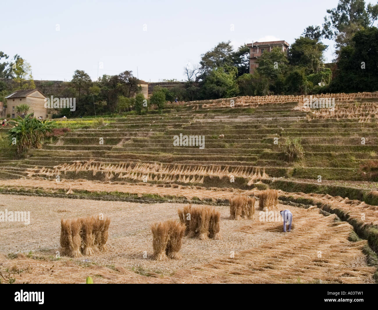 TERRACED RICE PADDY FIELDS after harvest Bungamati Kathmandu Valley ...