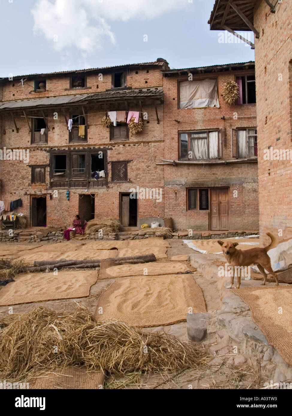 HARVESTED RICE GRAINS drying on mats Bungamati Kathmandu Valley Nepal ...