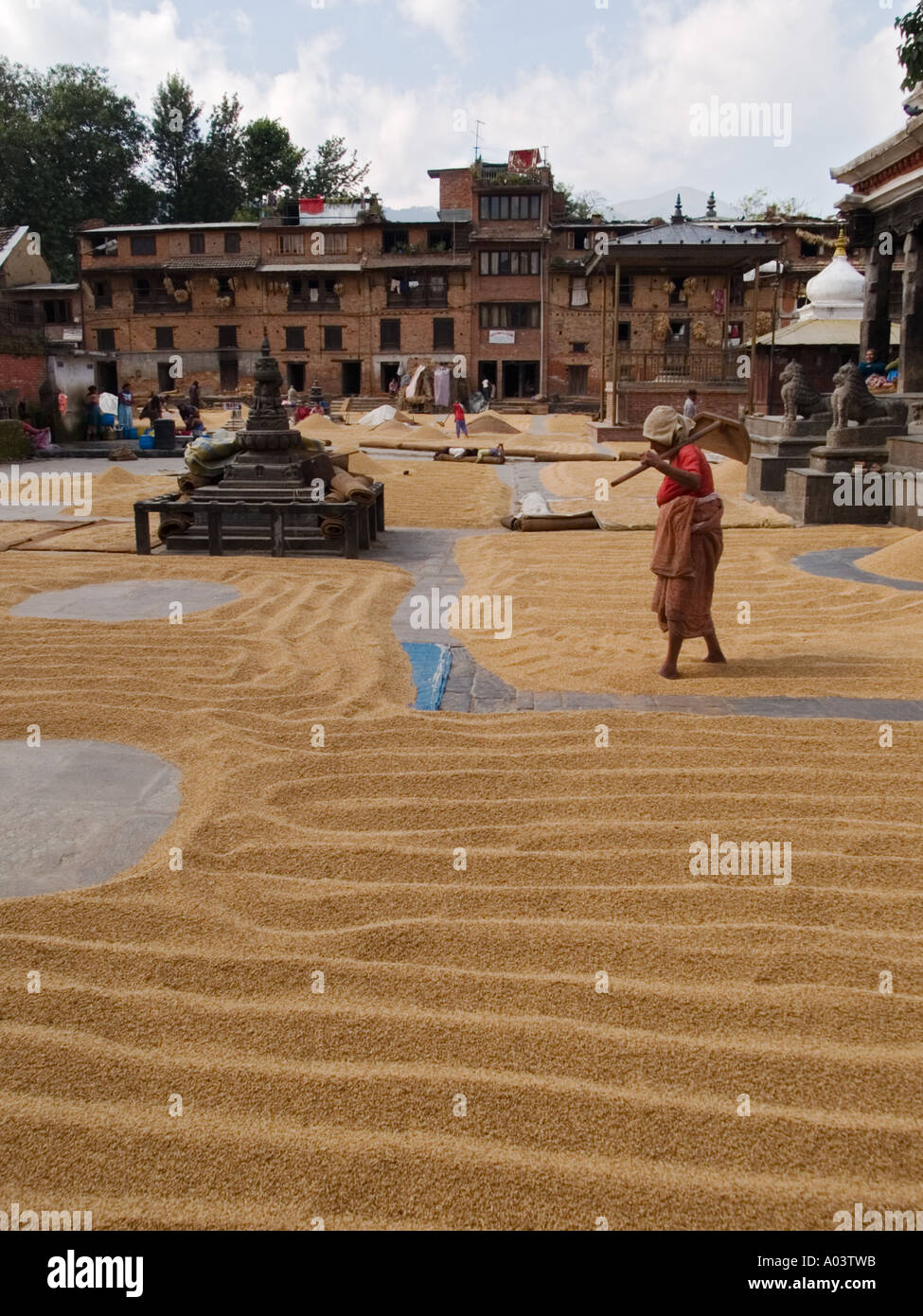 HARVESTED RICE GRAINS in LINES drying on mats Bungamati Kathmandu ...