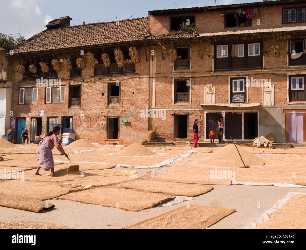 HARVESTED RICE GRAINS drying on mats in sun Bungamati Kathmandu Valley ...