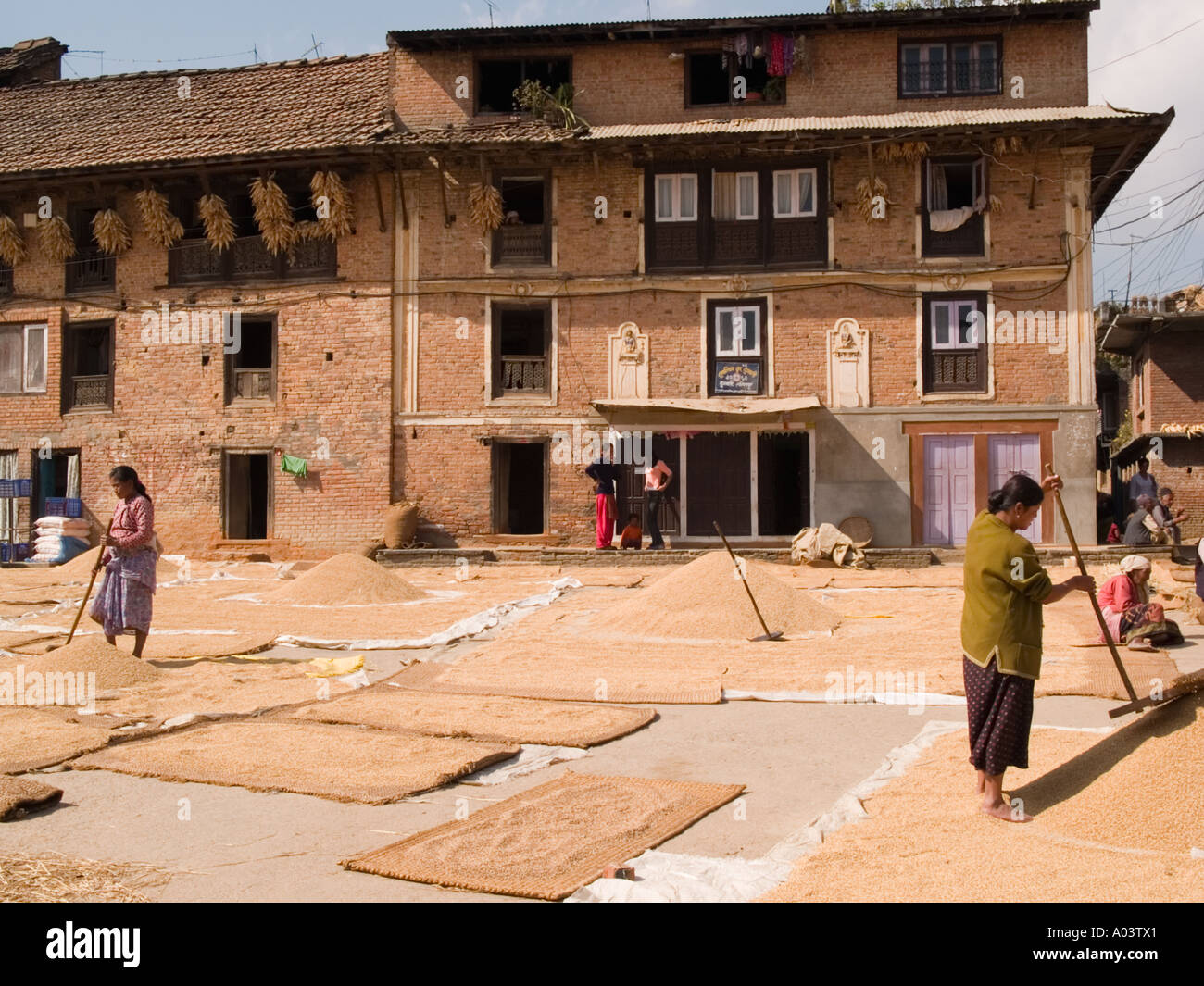HARVESTED RICE GRAINS drying on mats in sun Bungamati Kathmandu Valley ...
