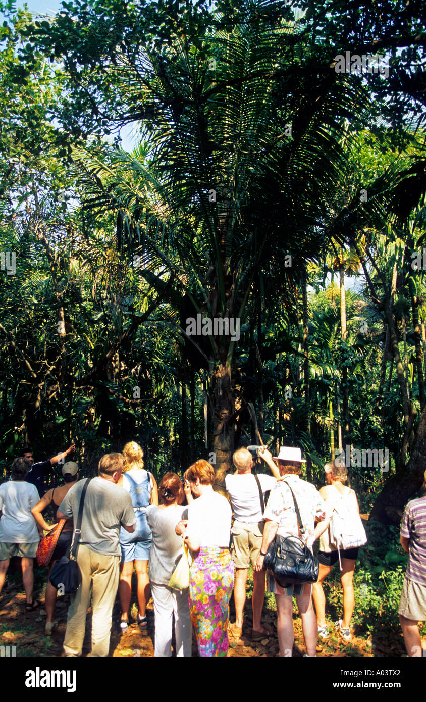 Spice plantation goa hi-res stock photography and images - Alamy