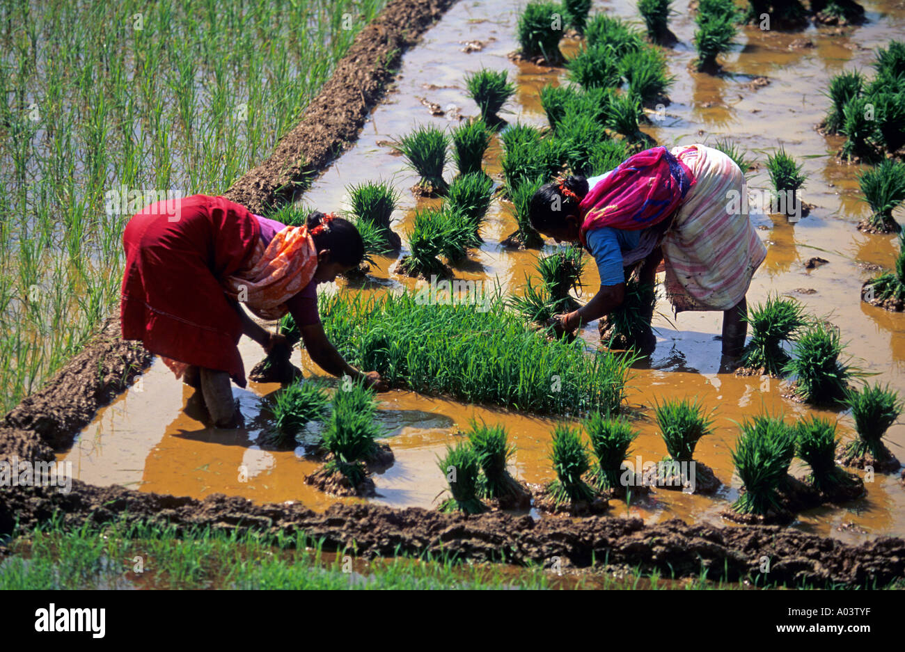 india goa women planting rice in the paddy fields Stock Photo - Alamy