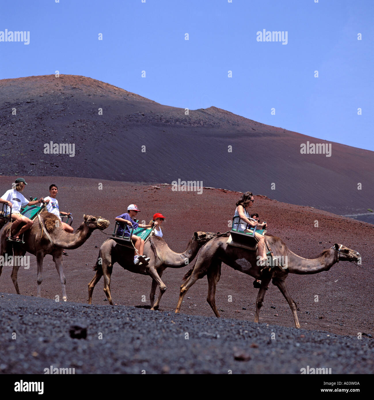 CAMEL TREK ON FIRE MOUNTAIN LANZAROTE Stock Photo - Alamy