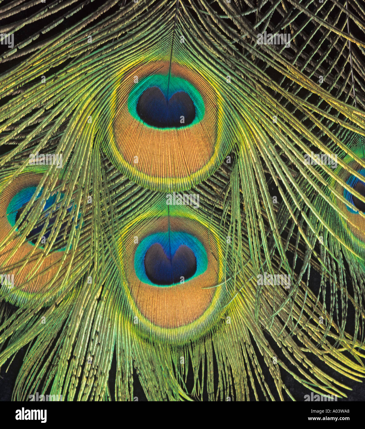 Peacock tail feathers in Close up Stock Photo - Alamy