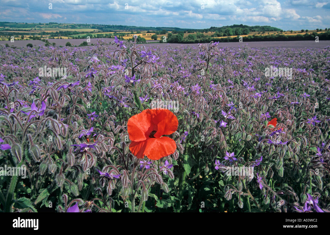 Poppy and Borage Crop in flower Chilterns Bucks Stock Photo - Alamy