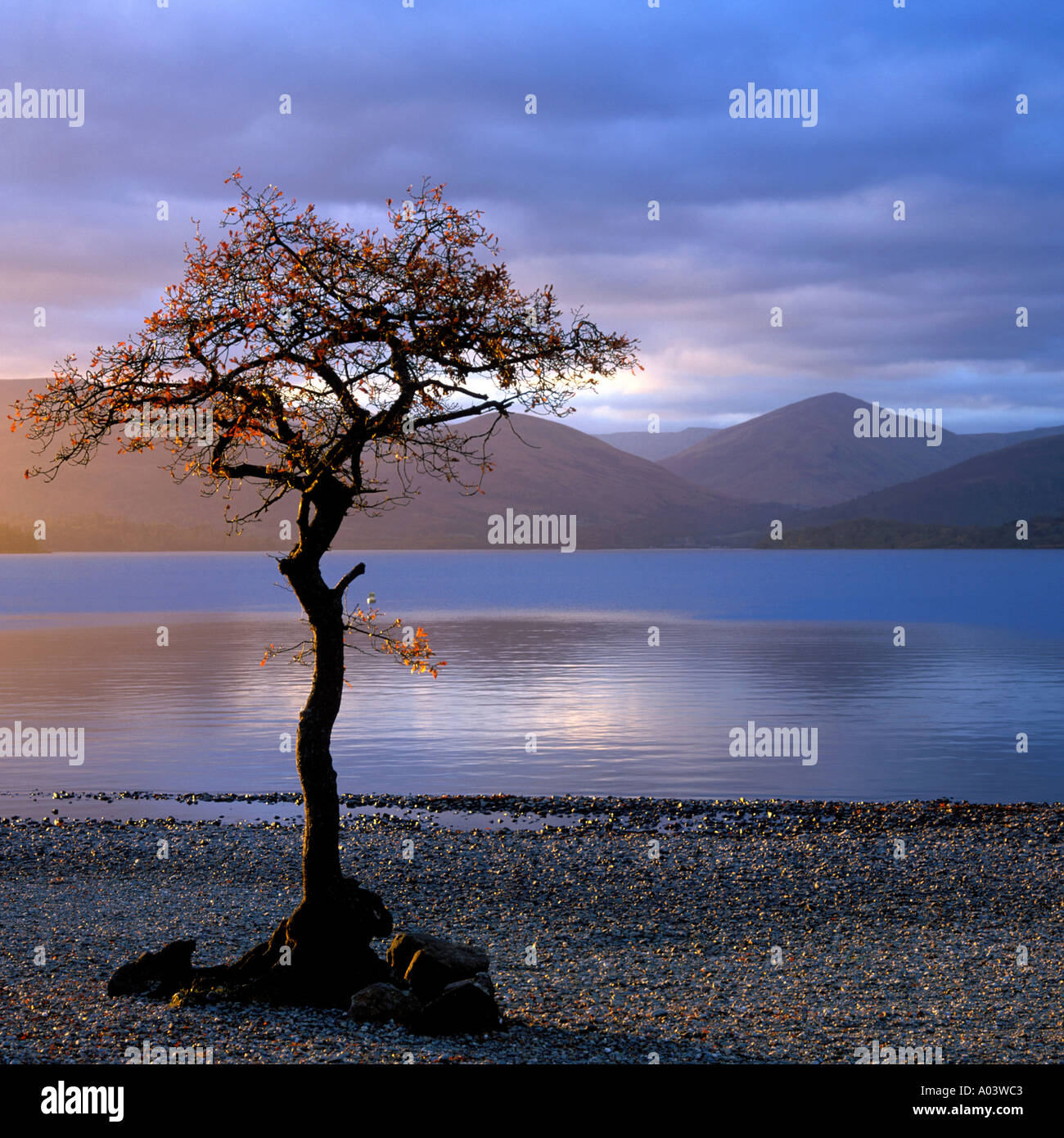 Lake loch tree trossachs winter hi-res stock photography and images - Alamy
