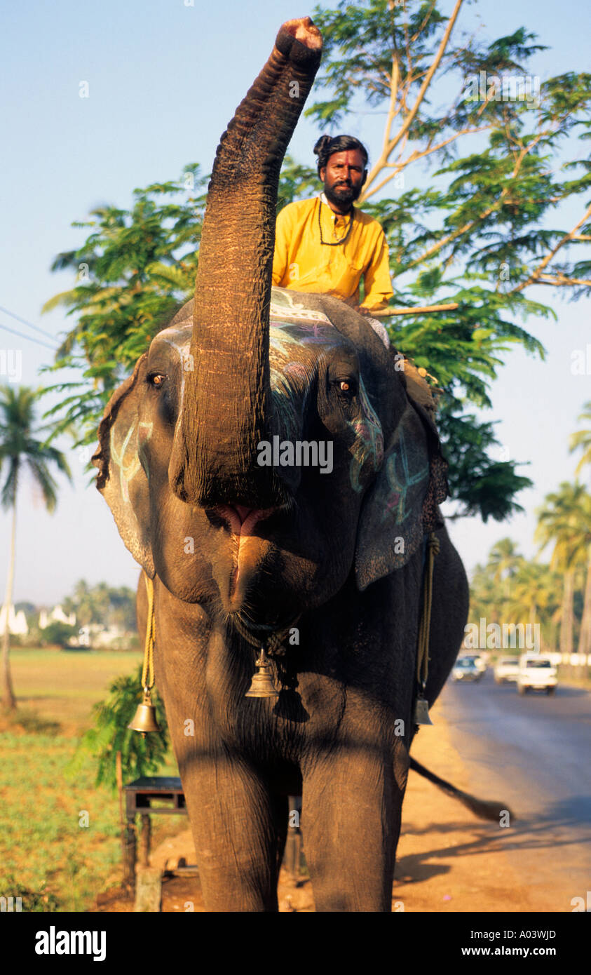 india north goa an elephant walking by the road in baga Stock Photo - Alamy