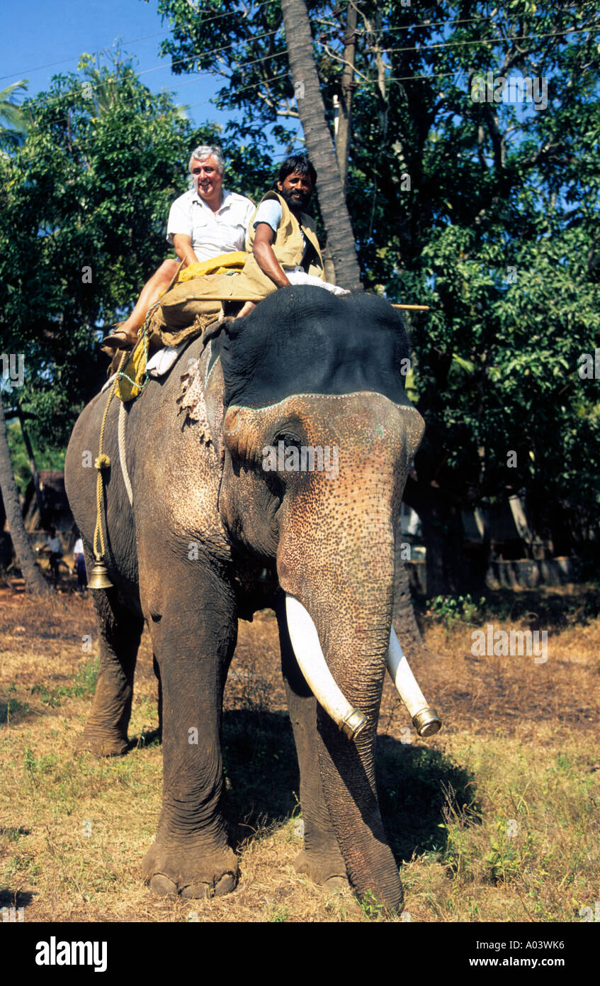 india north goa close up of a tourist riding an elephant Stock Photo ...