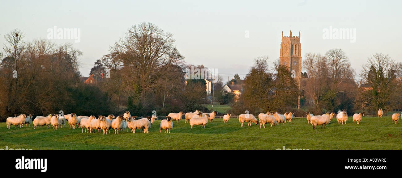 Church with sheep hi-res stock photography and images - Alamy