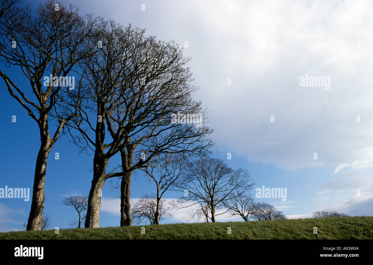 tree in scotland Stock Photo - Alamy
