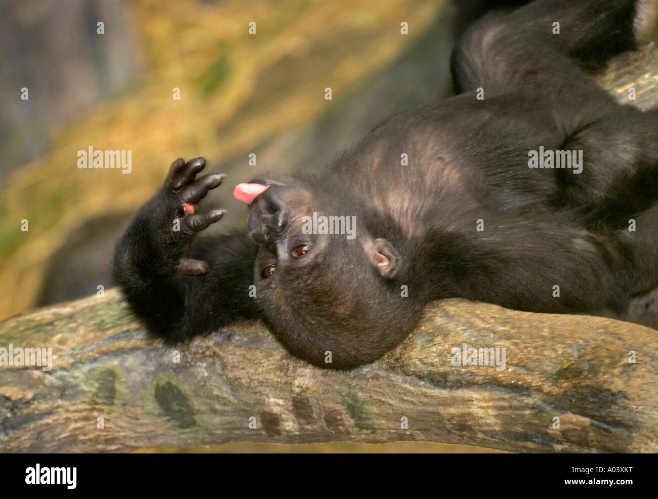 Wound licking hi-res stock photography and images - Alamy