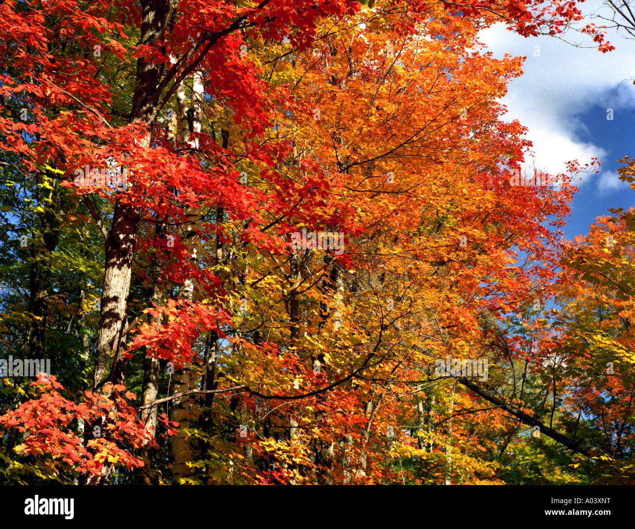 Chrisp hi-res stock photography and images - Alamy