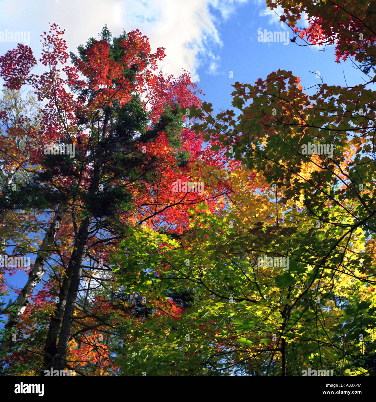 Fall Foliage Abstract Stock Photo - Alamy