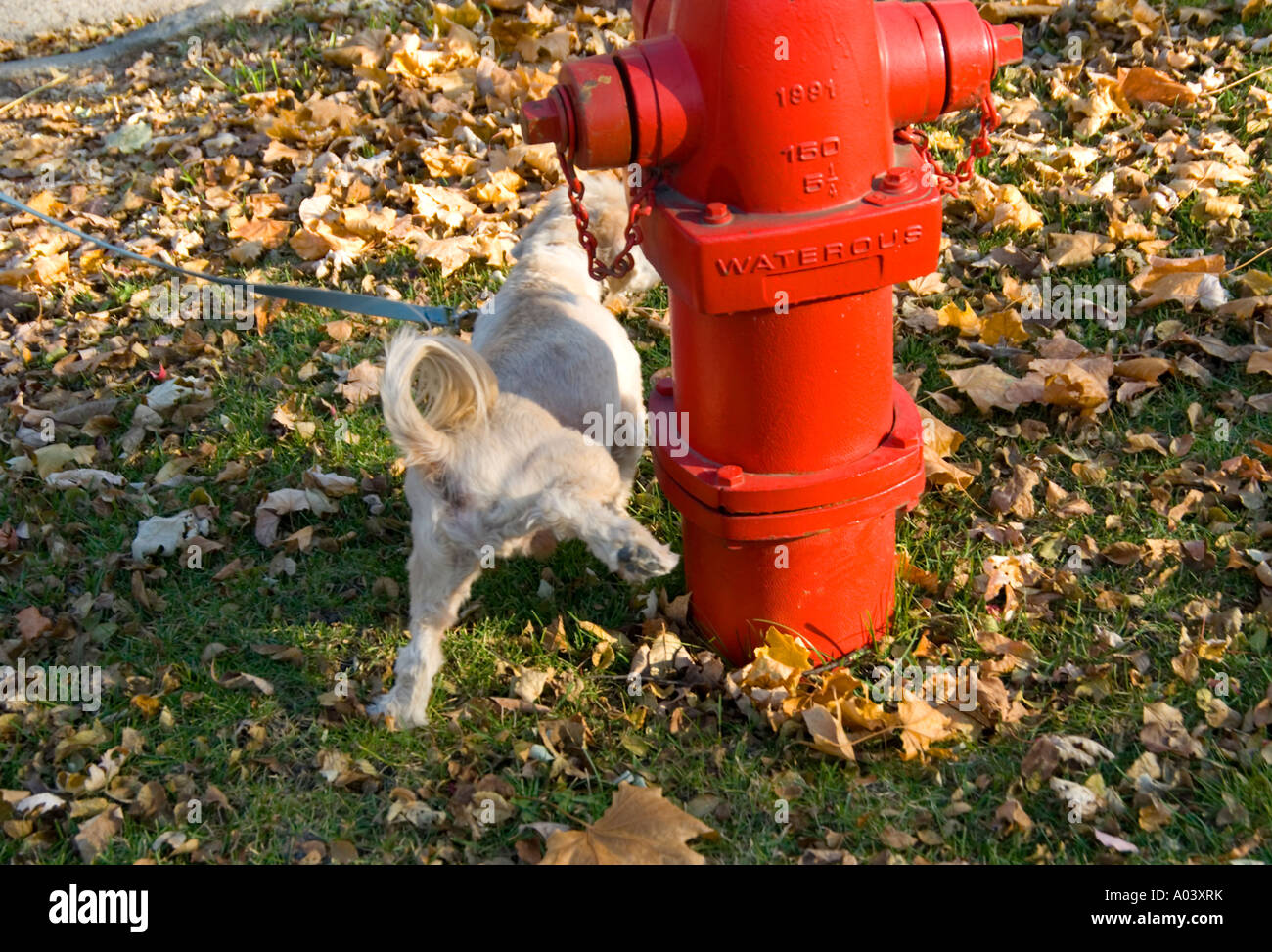 Dog "Going" on Fire Hydrant Stock Photo - Alamy