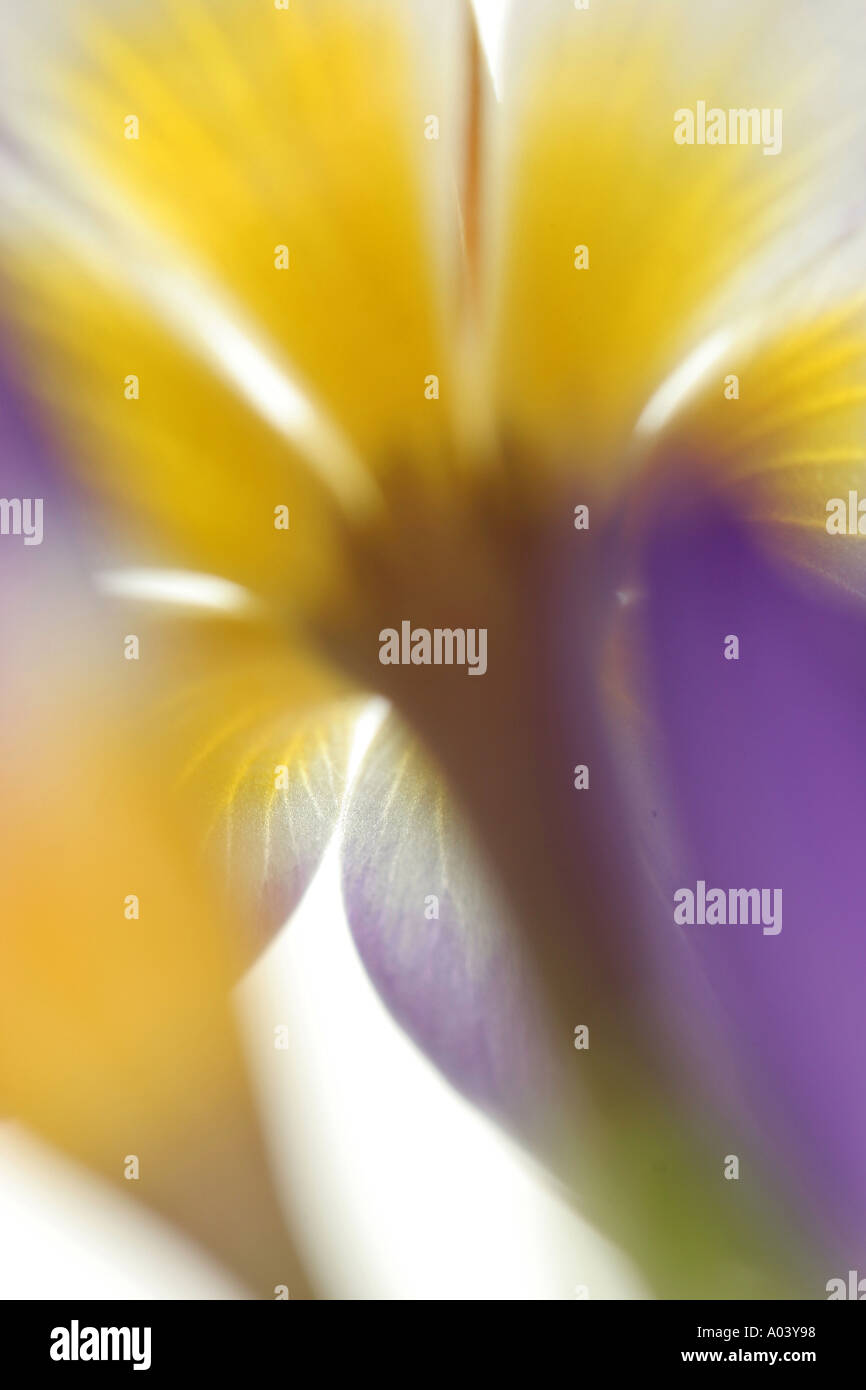 Purple and yellow Crocus photographed from underneath Stock Photo - Alamy