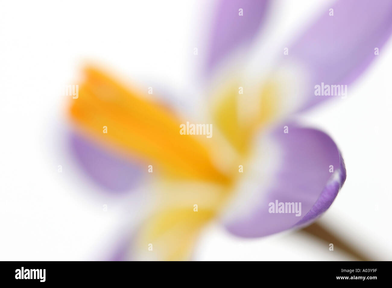 Purple orange and yellow Crocus Focus on near petal Stock Photo - Alamy