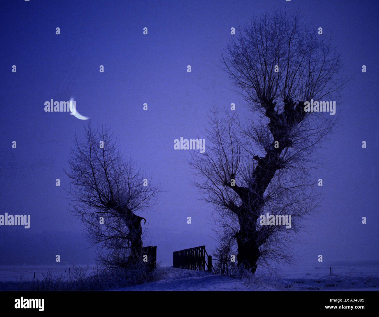 Small bridge between two willow trees leafless Stock Photo - Alamy