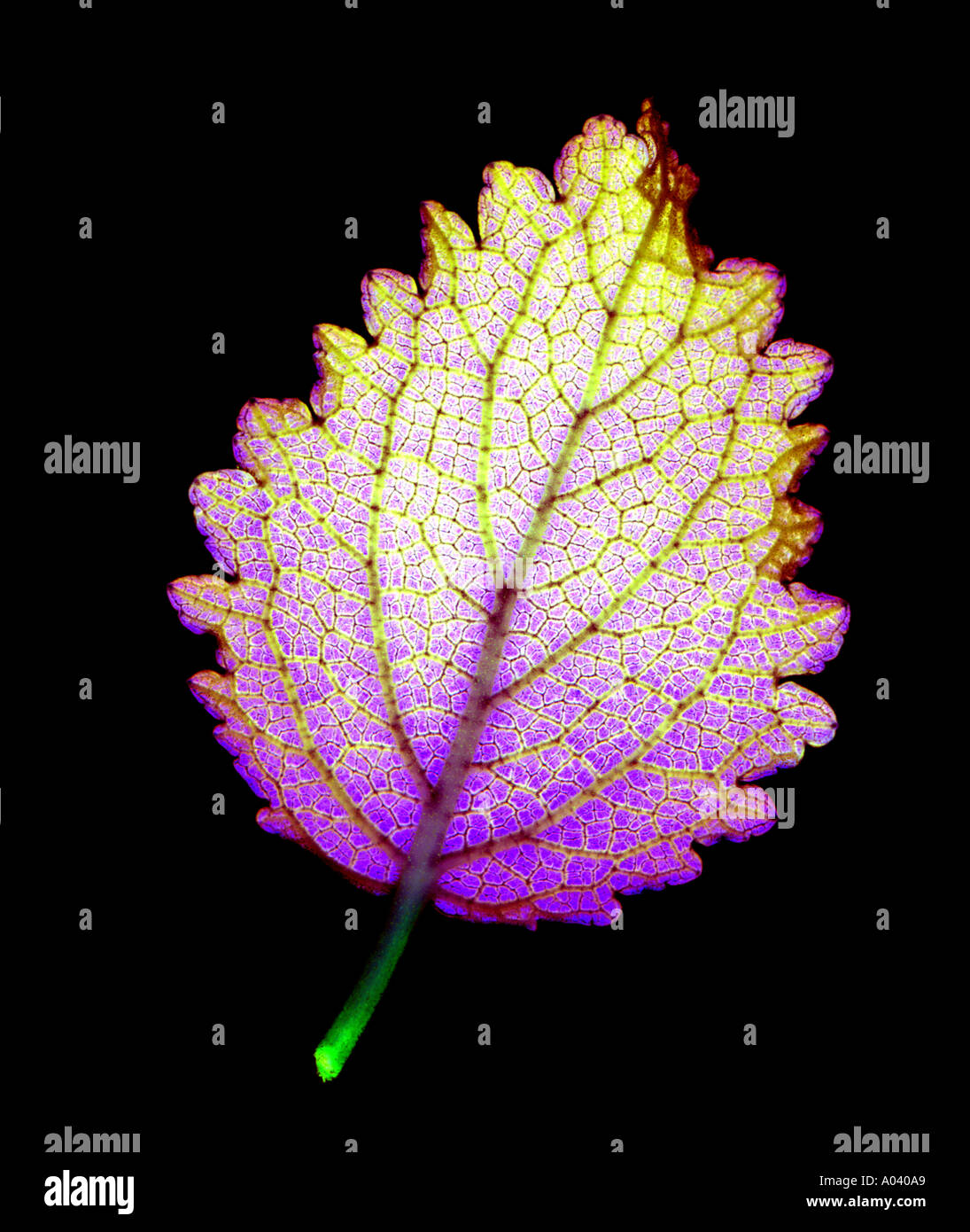 leaf of an iboza plant medicinal plant Stock Photo - Alamy
