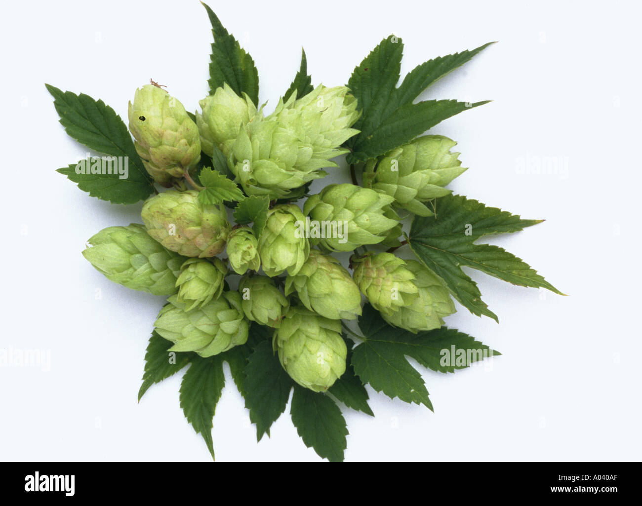 Hop Humulus lupus food rawmaterial and medicinal herb Stock Photo - Alamy