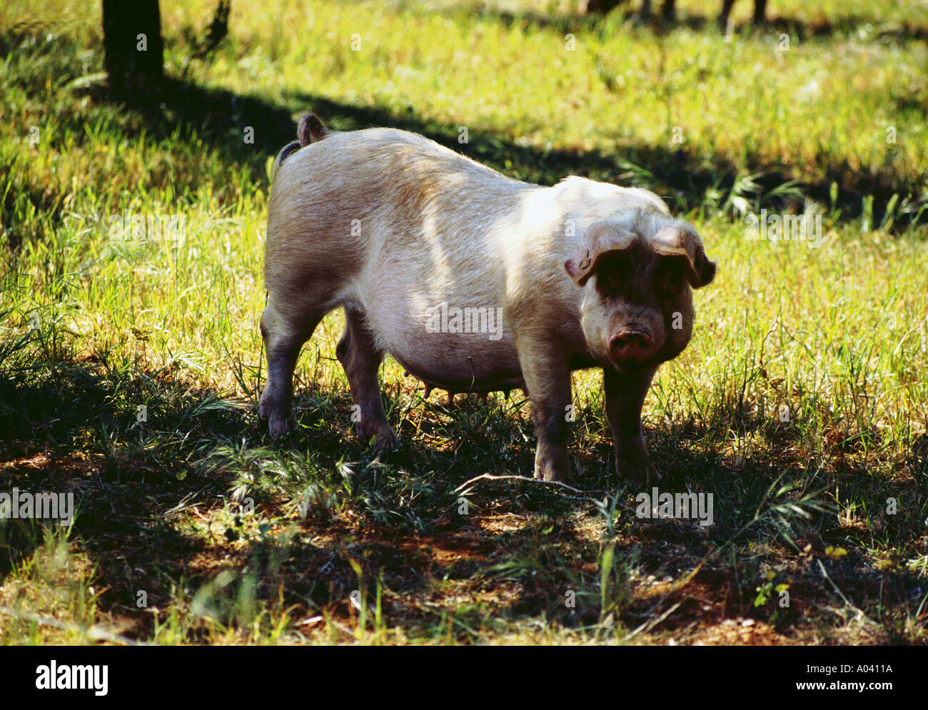 Hog raising hi-res stock photography and images - Alamy
