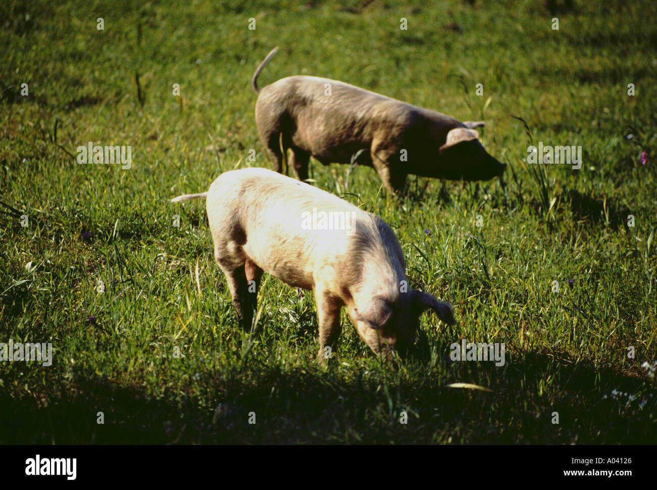 Agriculture pigs in outdoor breeding Stock Photo - Alamy