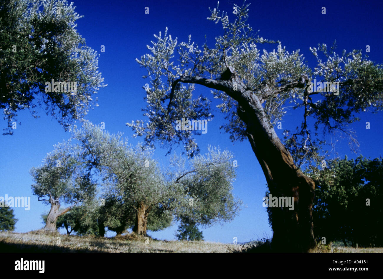 oil trees Albania olive trees Stock Photo - Alamy