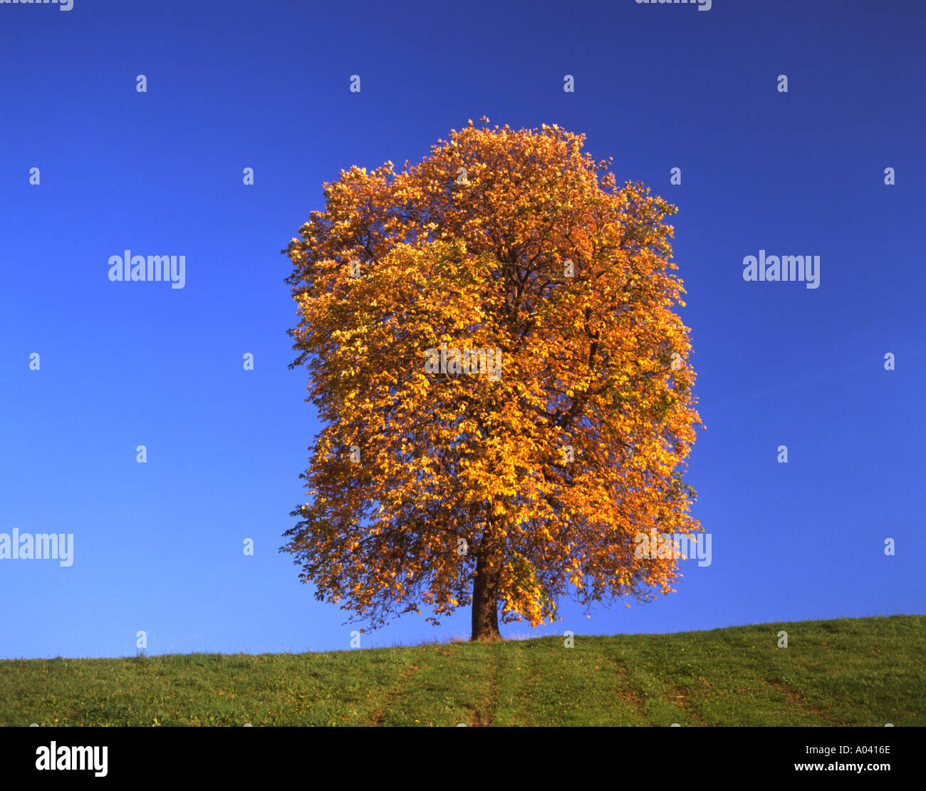 Chestnuttree hi-res stock photography and images - Alamy