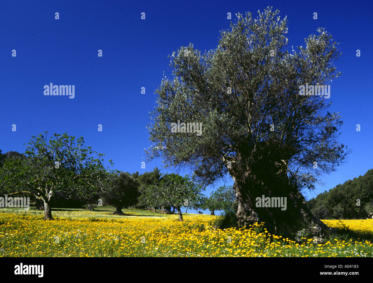 olive tree in spring Spain Mallorca Stock Photo - Alamy