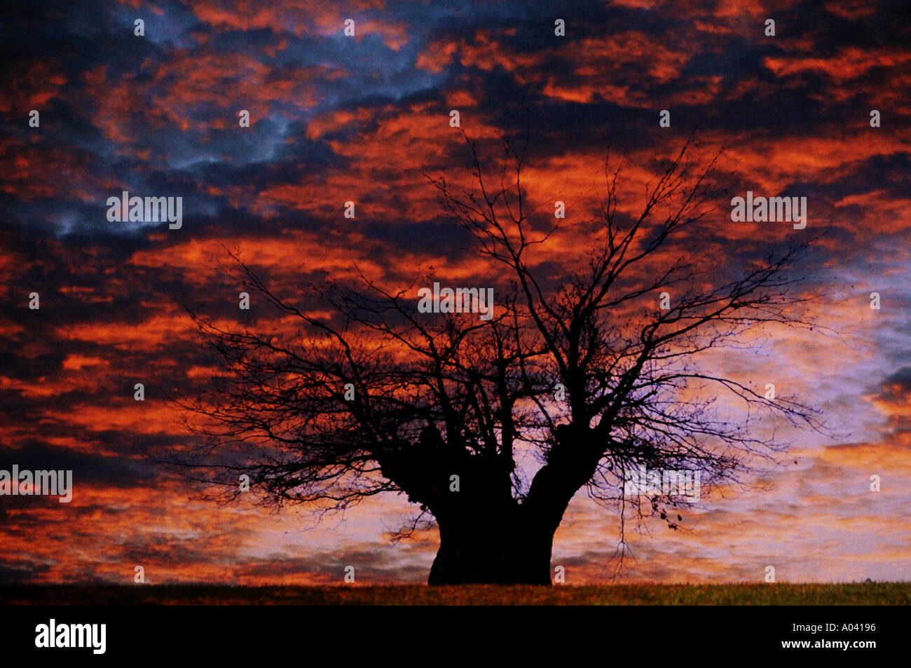 oak tree and sunset glow leafless Stock Photo - Alamy