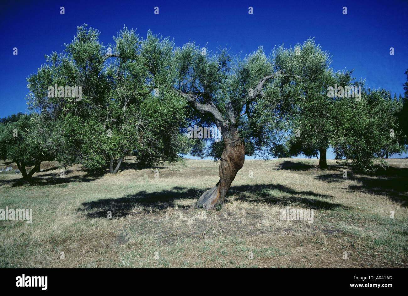 Old oil tree Albania Stock Photo - Alamy