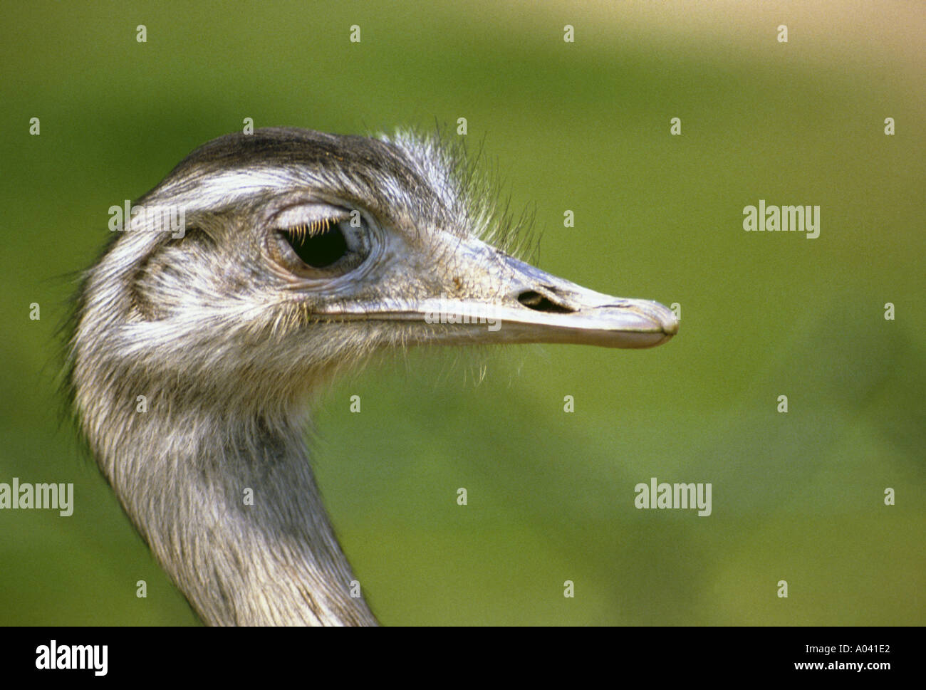 Australian ostrich Nandu Stock Photo - Alamy