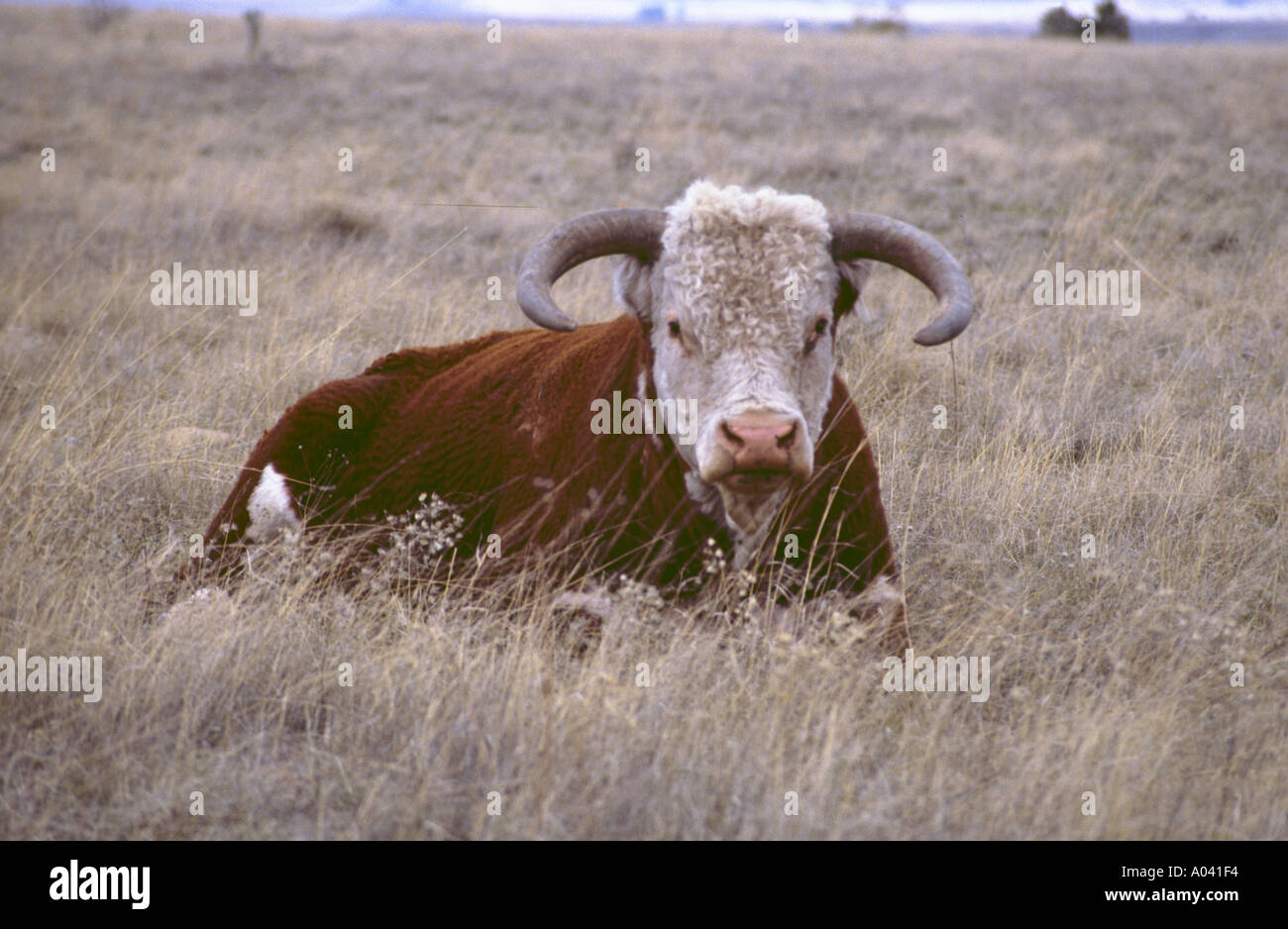 america usa texas cattle cow agriculture Stock Photo - Alamy